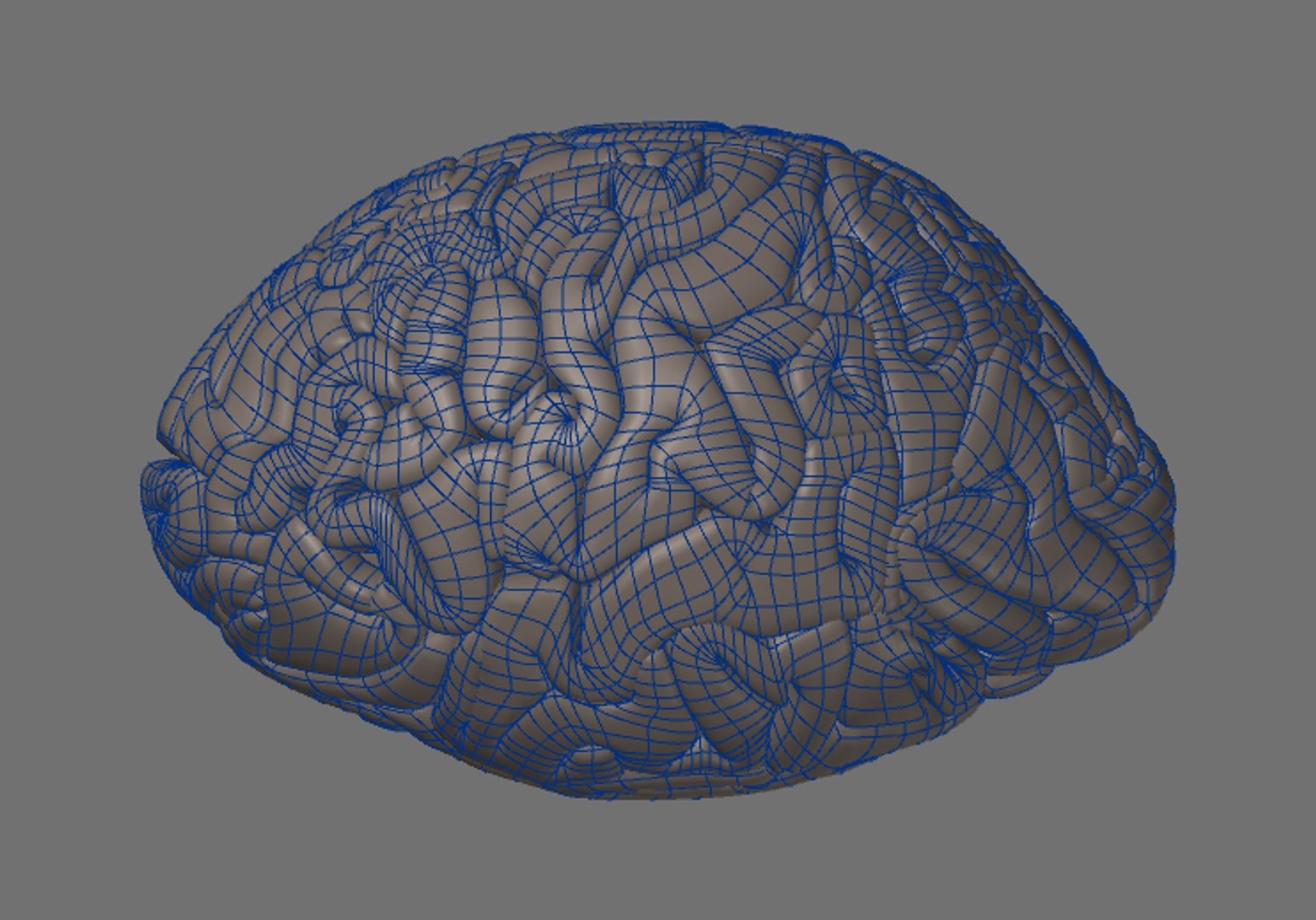 3d Human Brain Model