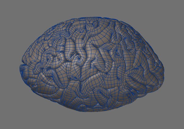 3d human brain model
