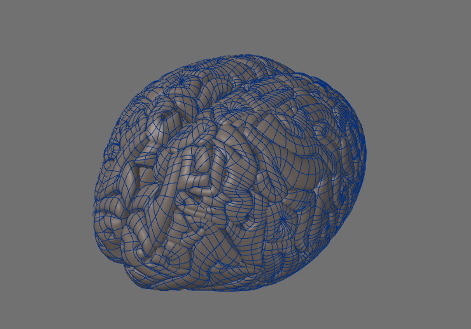 3d Human Brain Model