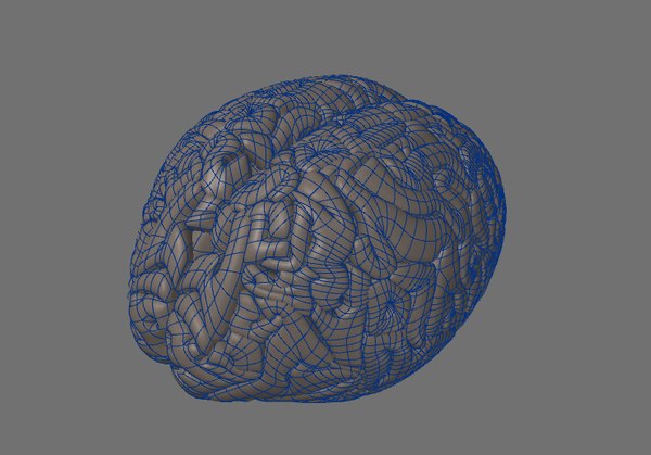 3d human brain model