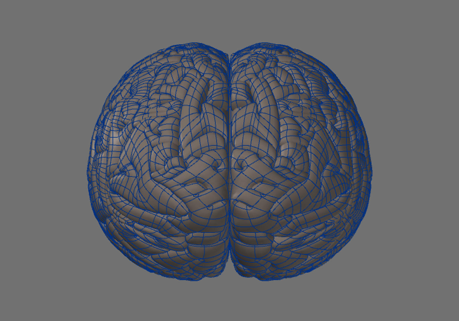 3d human brain model
