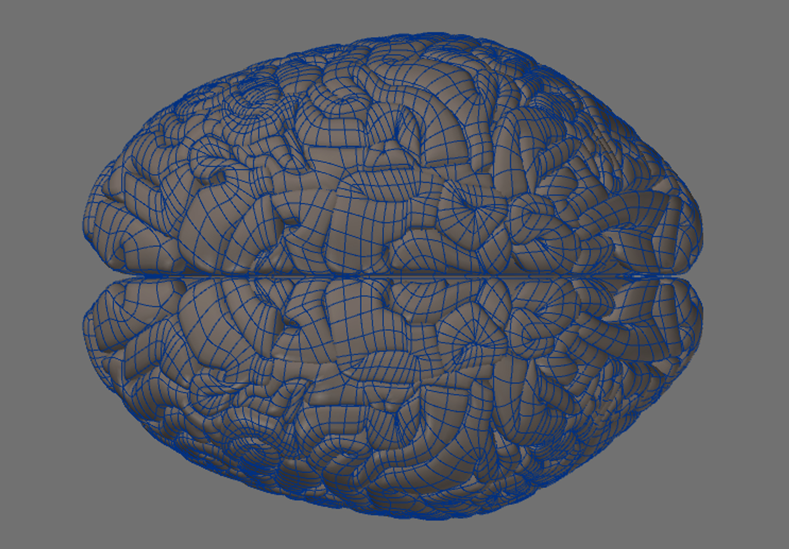 3d human brain model