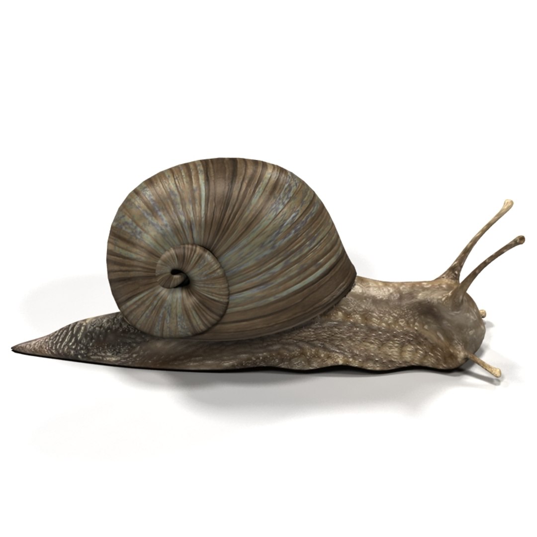 Snail Shell 3d Model