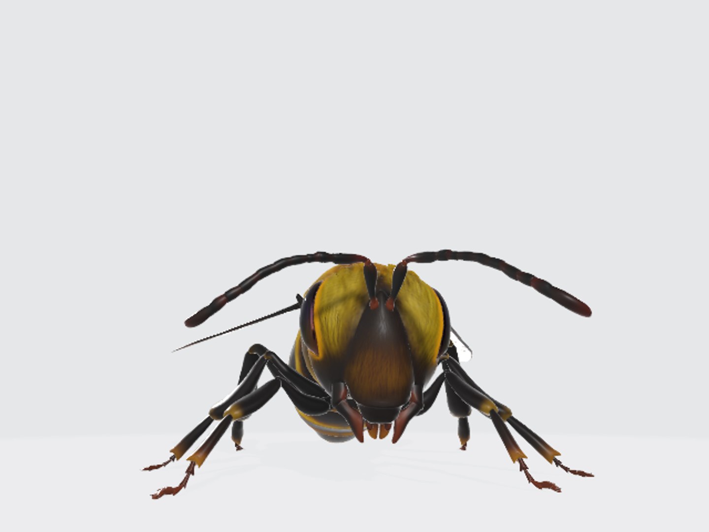 Bee 3D model - TurboSquid 1438776
