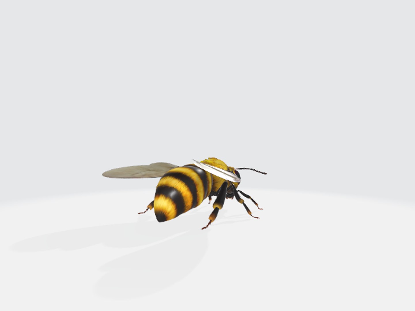 Bee 3D model - TurboSquid 1438776