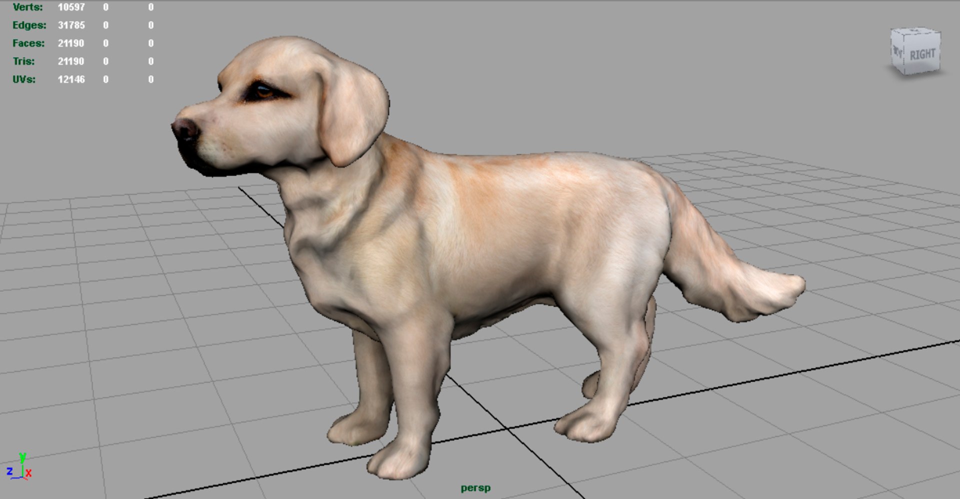 Labrador retriever 3D model - TurboSquid 1203049