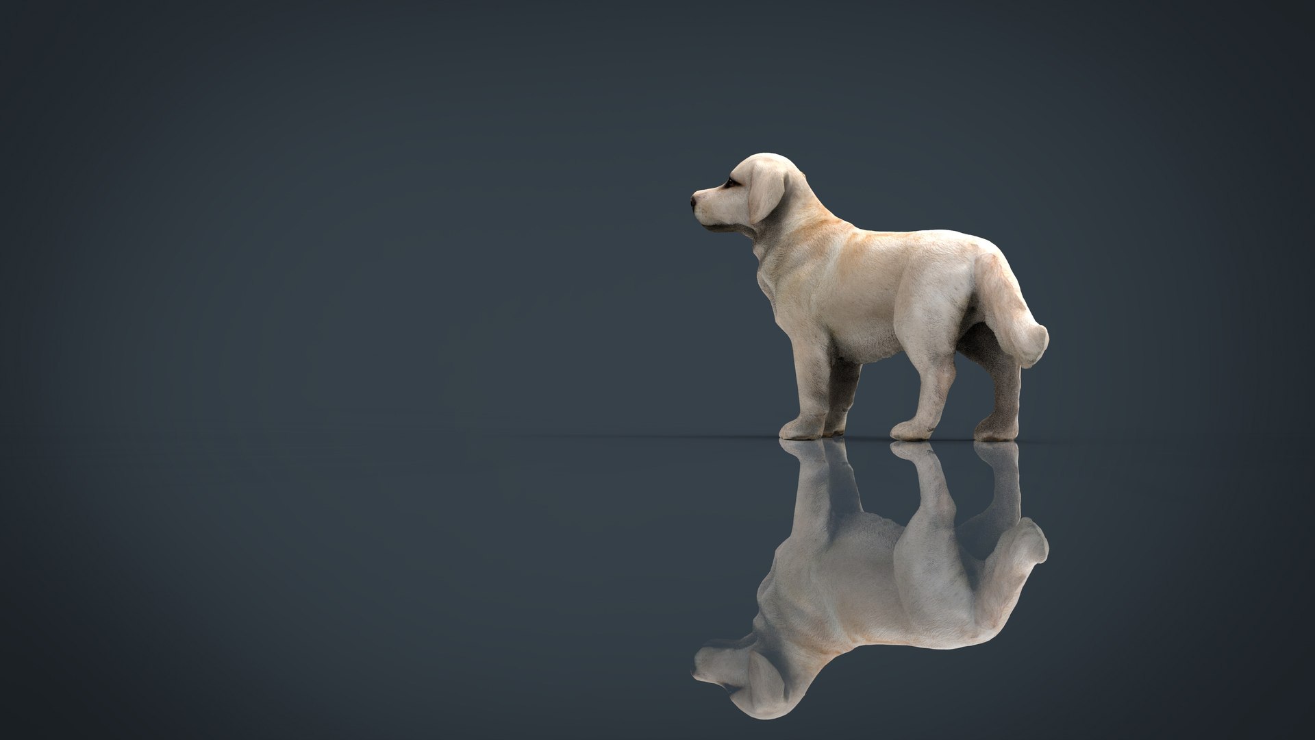 Labrador retriever 3D model - TurboSquid 1203049