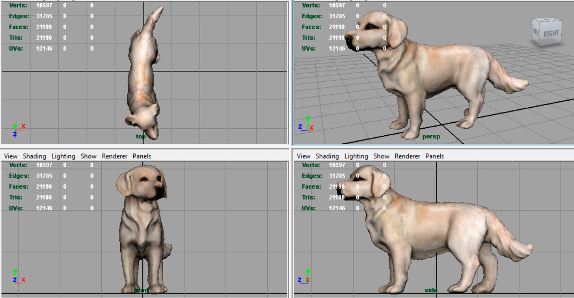 Labrador retriever 3D model - TurboSquid 1203049