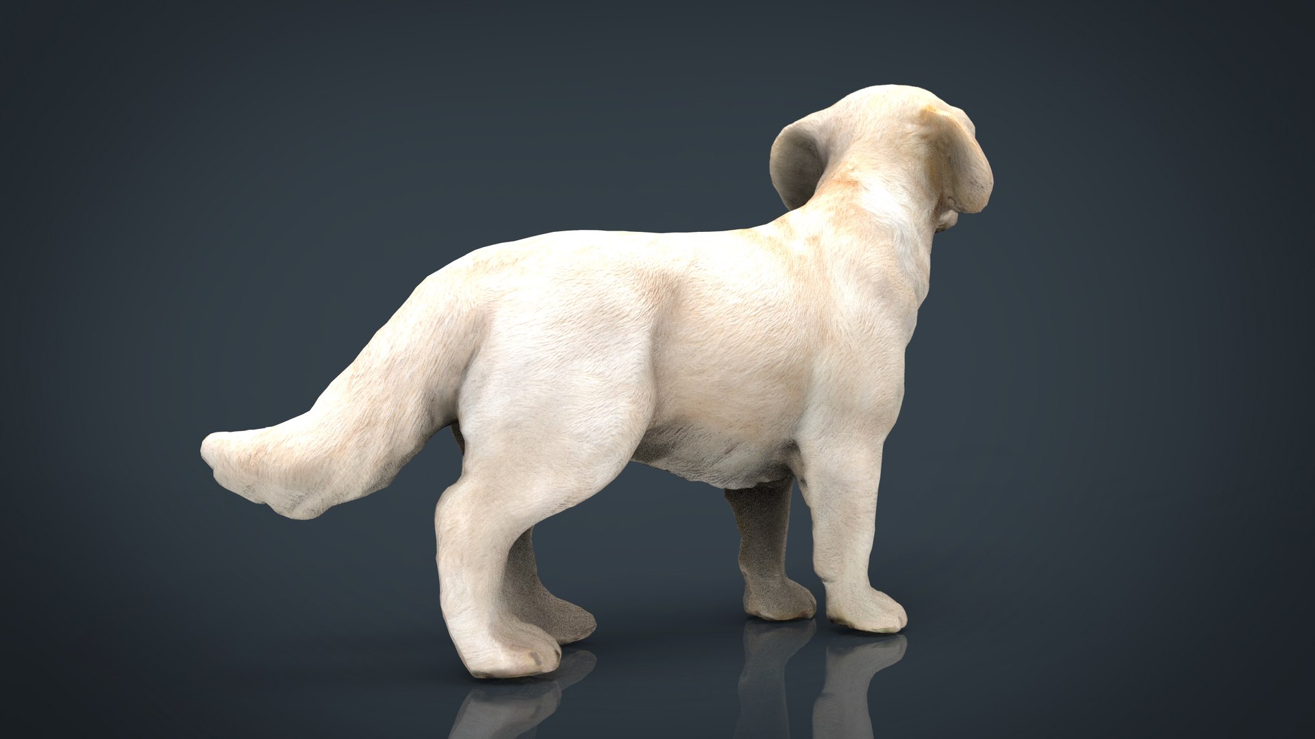 Labrador retriever 3D model - TurboSquid 1203049