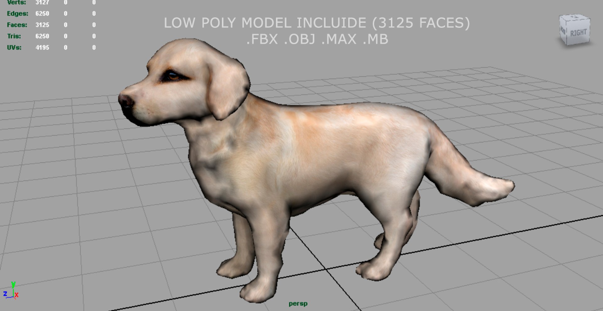 Labrador retriever 3D model - TurboSquid 1203049