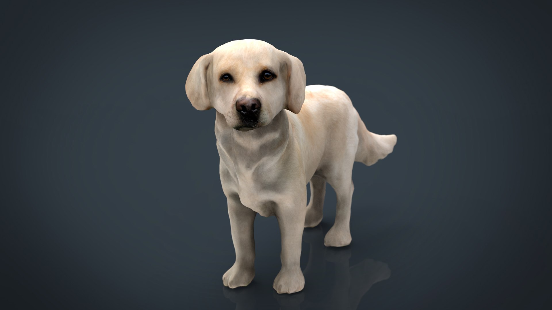 Labrador retriever 3D model - TurboSquid 1203049