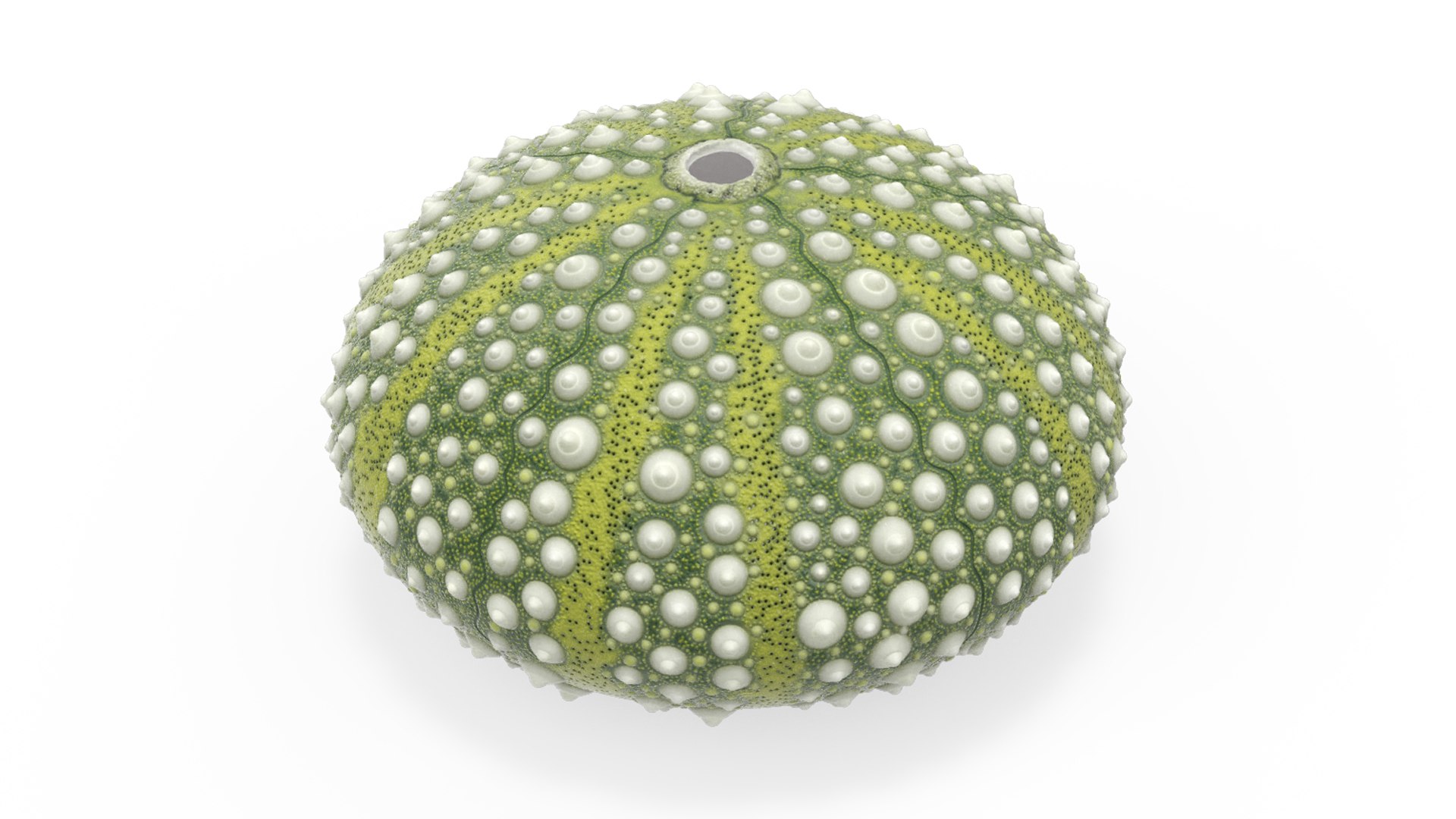 3D Scottish Sea Urchin Seashell Green Model - TurboSquid 2114809