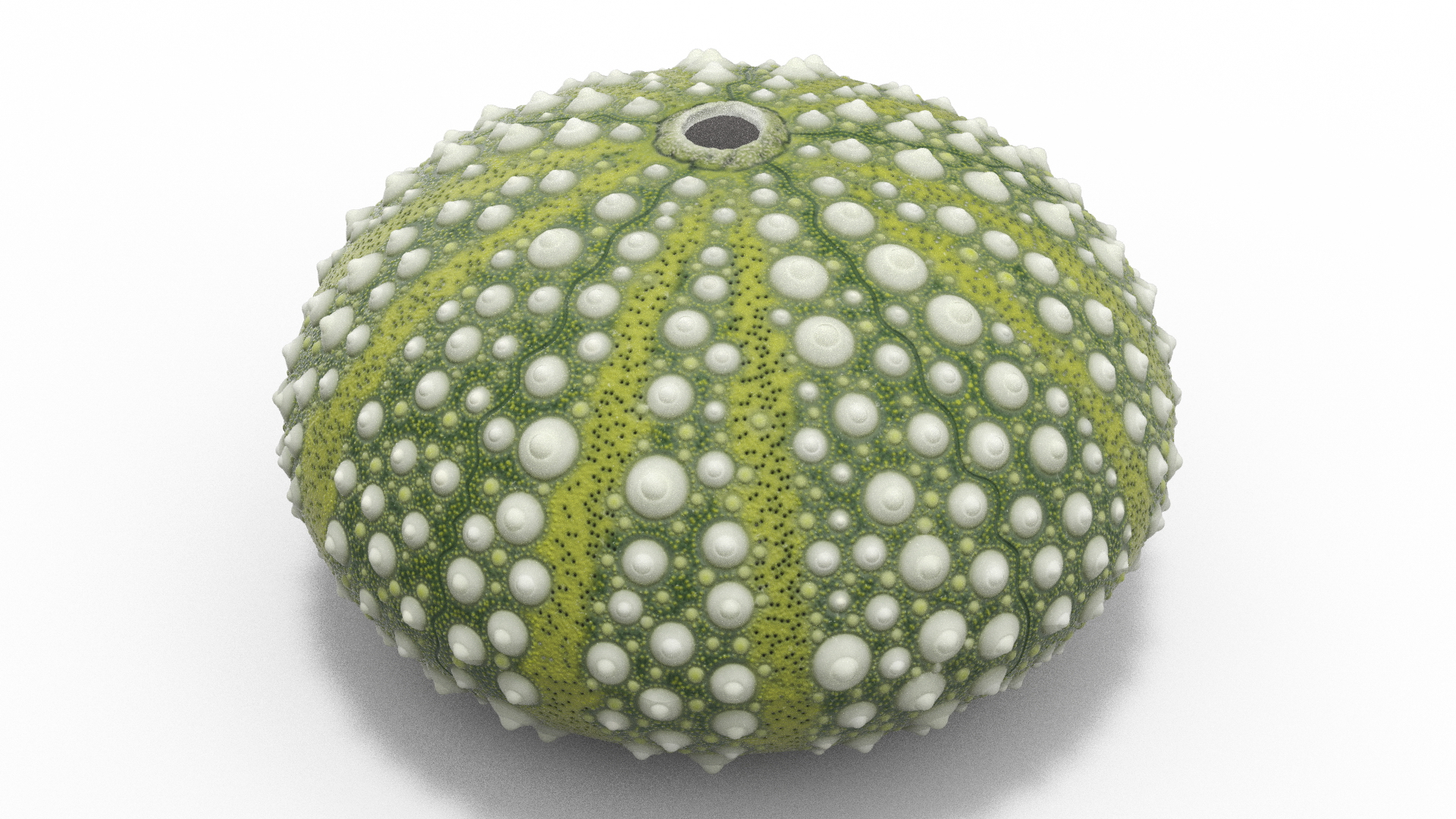 3D Scottish Sea Urchin Seashell Green Model - TurboSquid 2114809