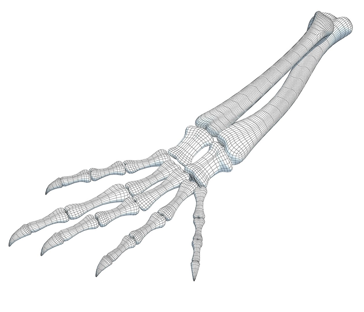 Animal Hand Bones Model - TurboSquid 1177974
