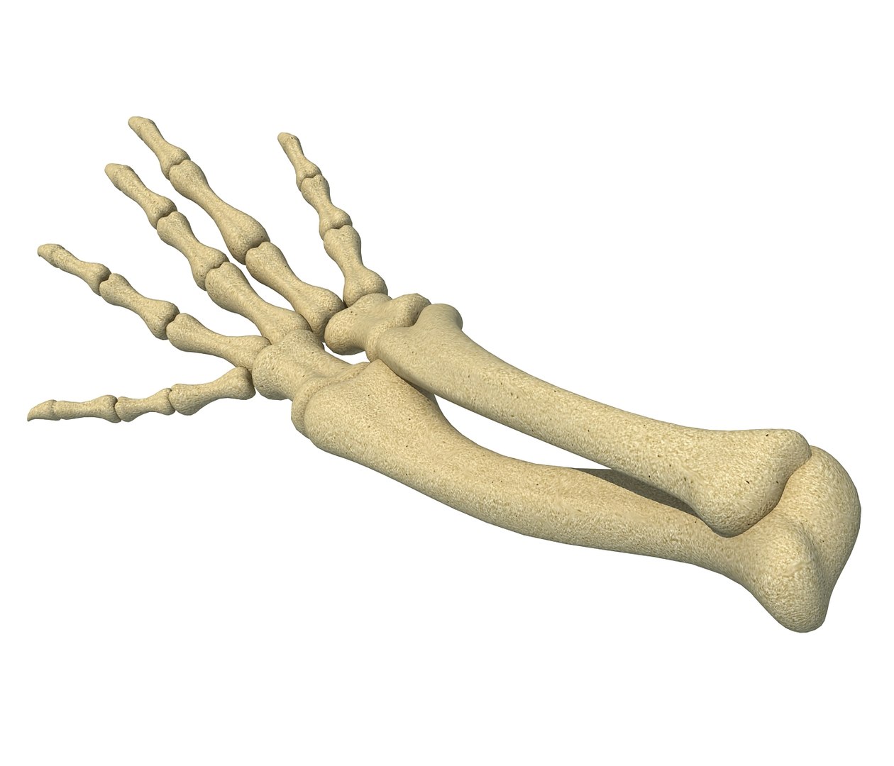 Animal Hand Bones Model - TurboSquid 1177974