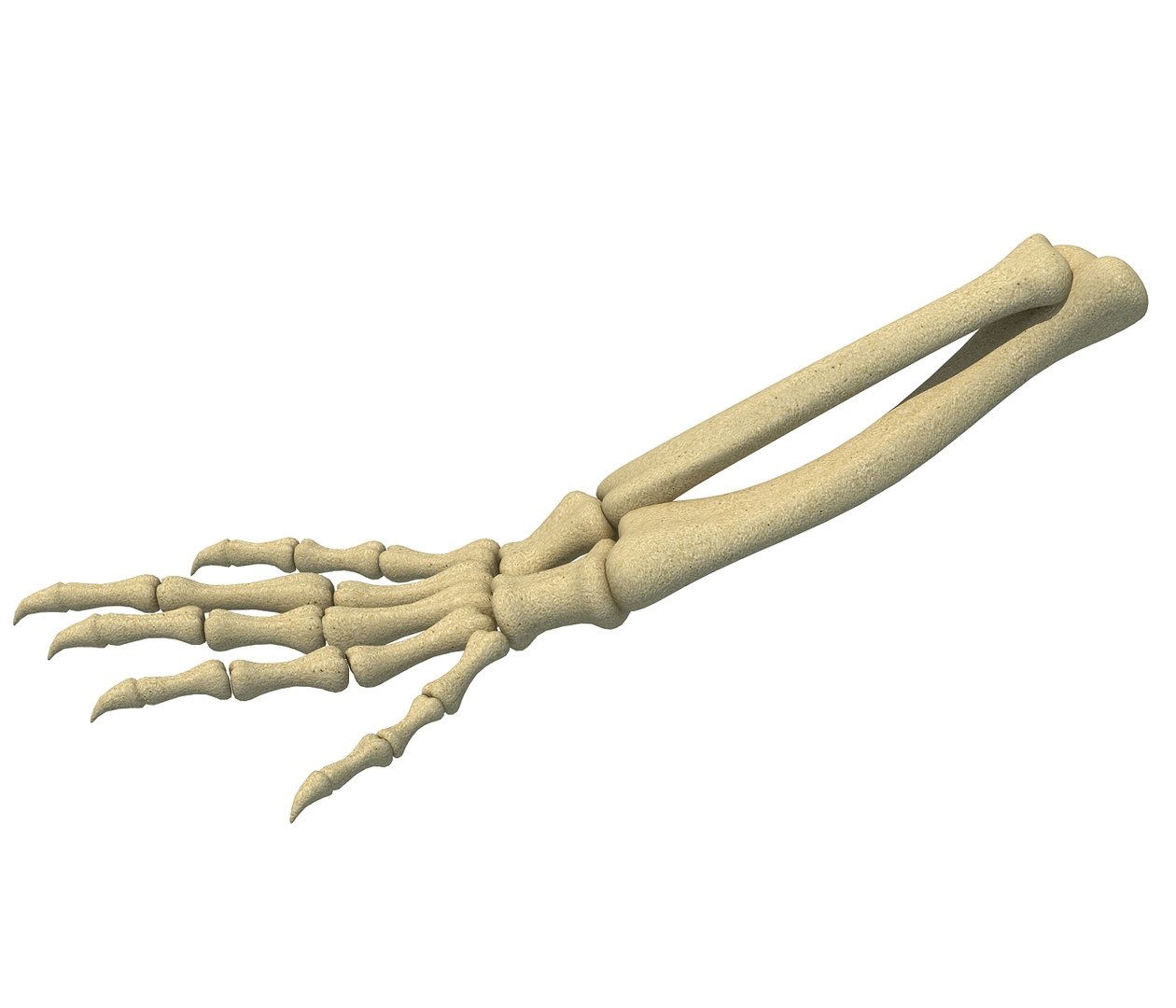 Animal Hand Bones Model - TurboSquid 1177974