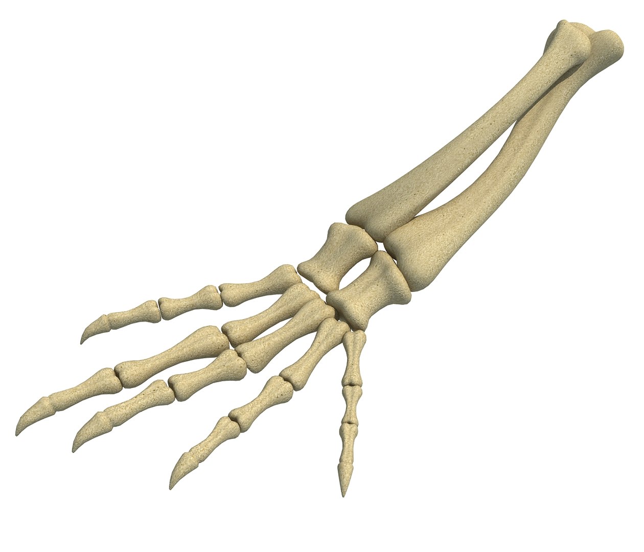 Animal Hand Bones Model - TurboSquid 1177974