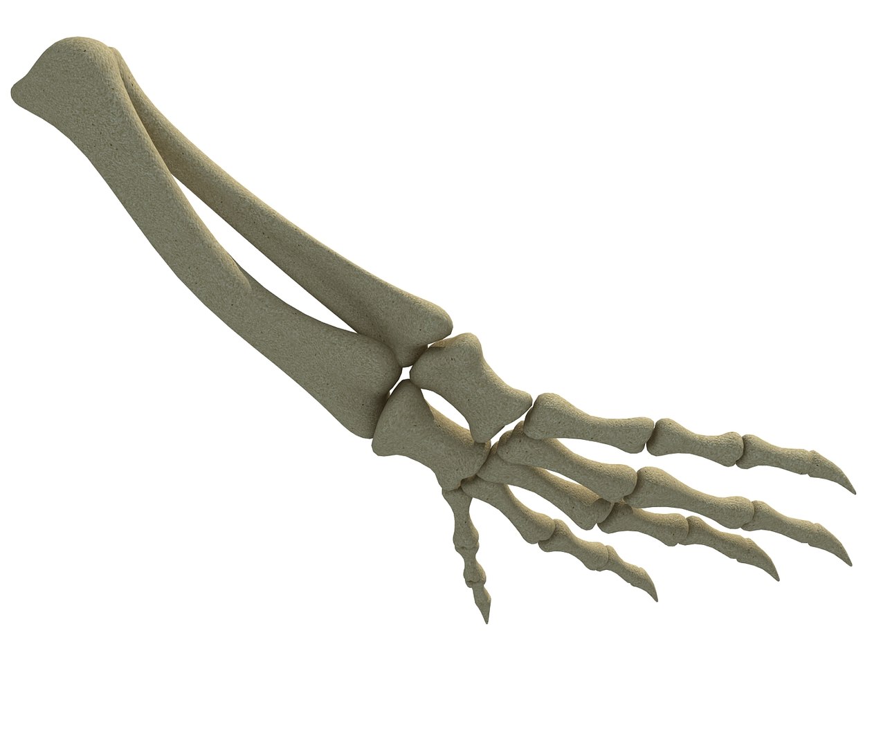 Animal Hand Bones Model - TurboSquid 1177974