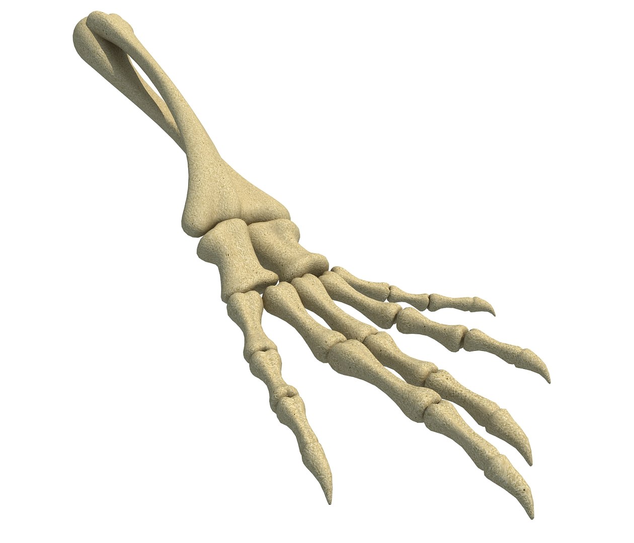 Animal Hand Bones Model - TurboSquid 1177974