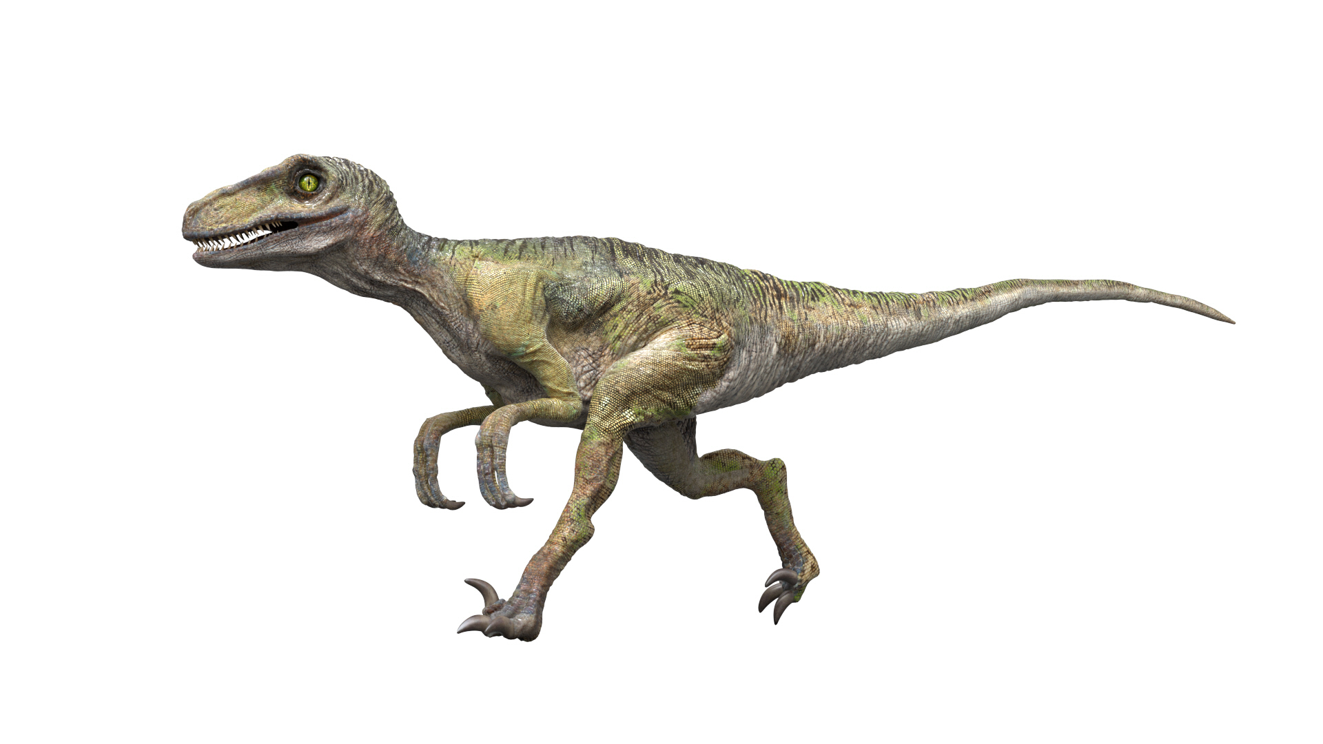 Realistic Raptor Rigged 3d Model