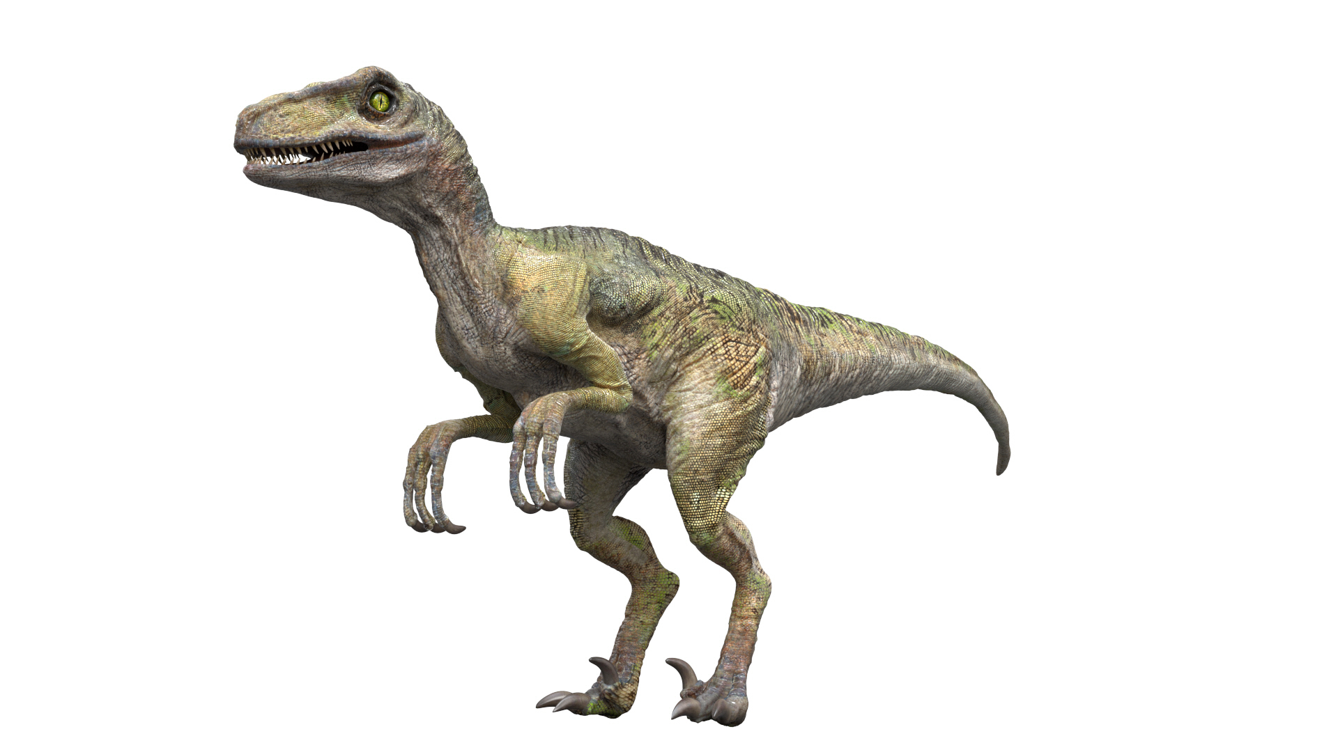 Realistic Raptor Rigged 3d Model