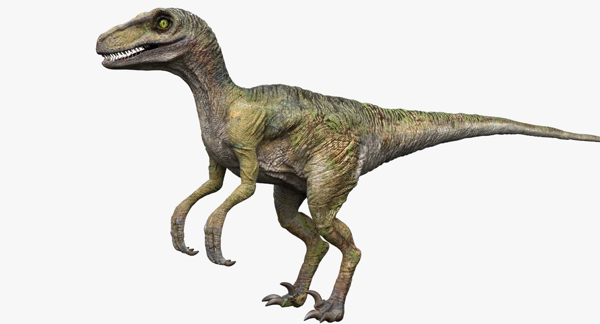 Realistic Raptor Rigged 3d Model