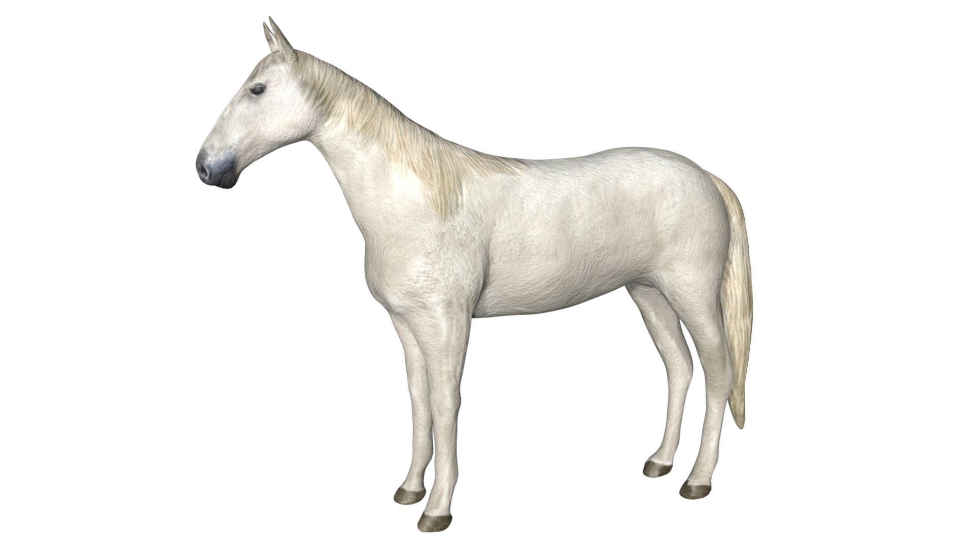 3D model White horse - TurboSquid 1775162