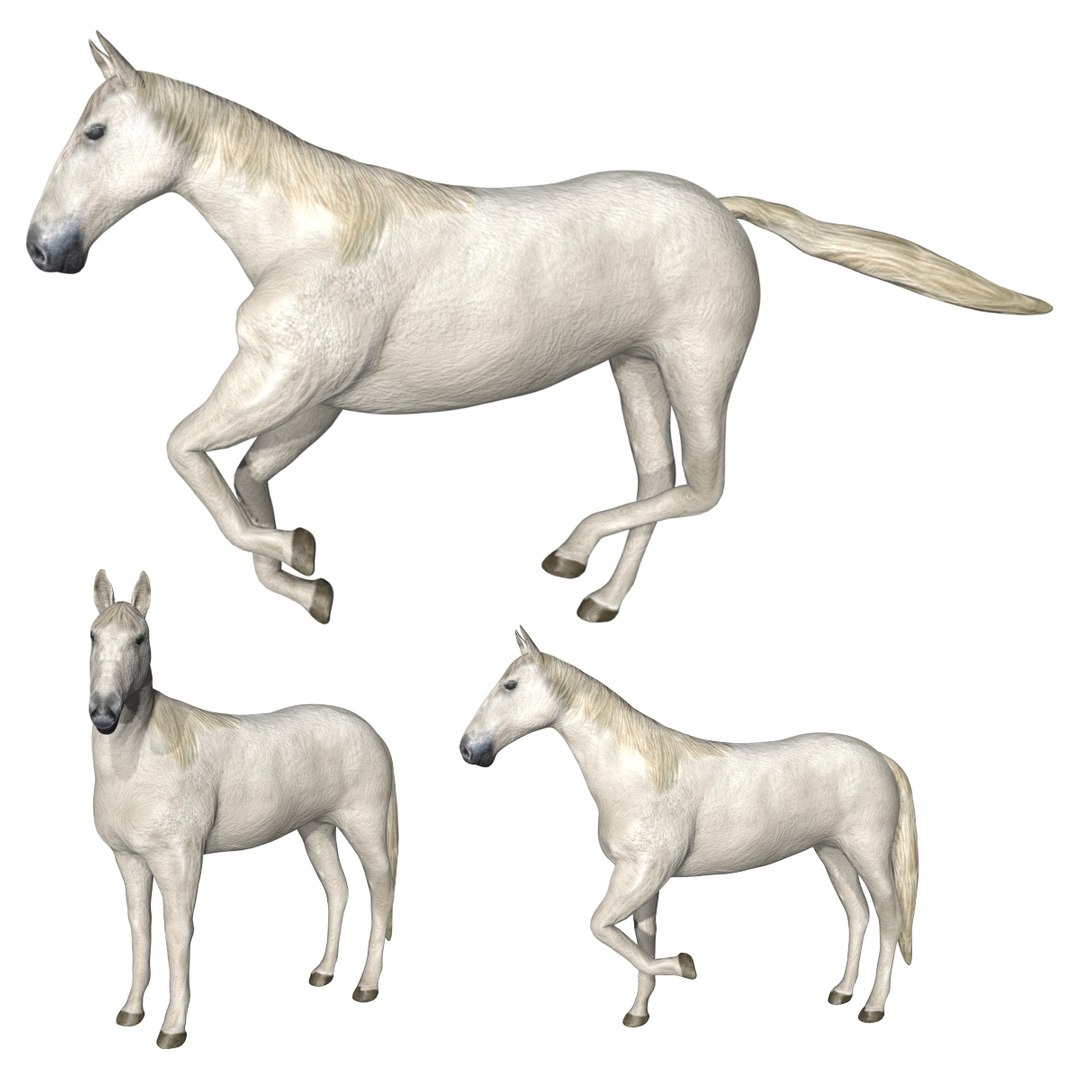 3D model White horse - TurboSquid 1775162