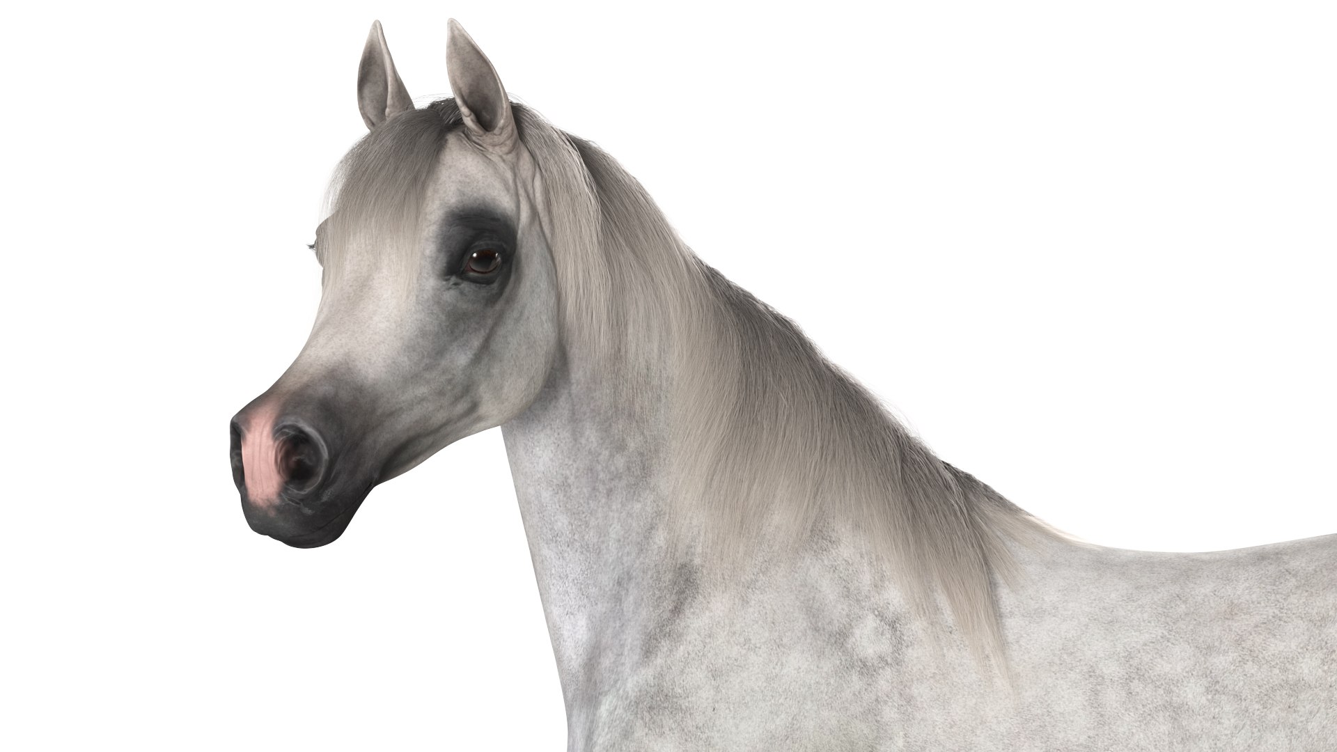 Arabian Horse Gray Dappled Stand Pose Fur 3D model - TurboSquid 2179940