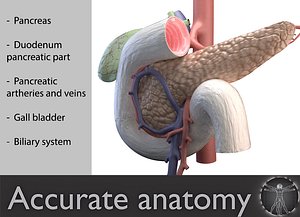 Pancreas Anatomical 3D Model - TurboSquid 1161334