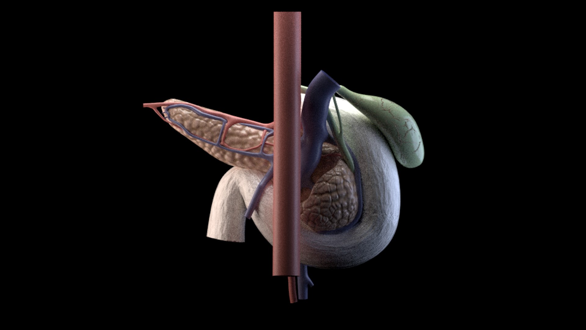 3d Model Pancreas Duodenum Medical