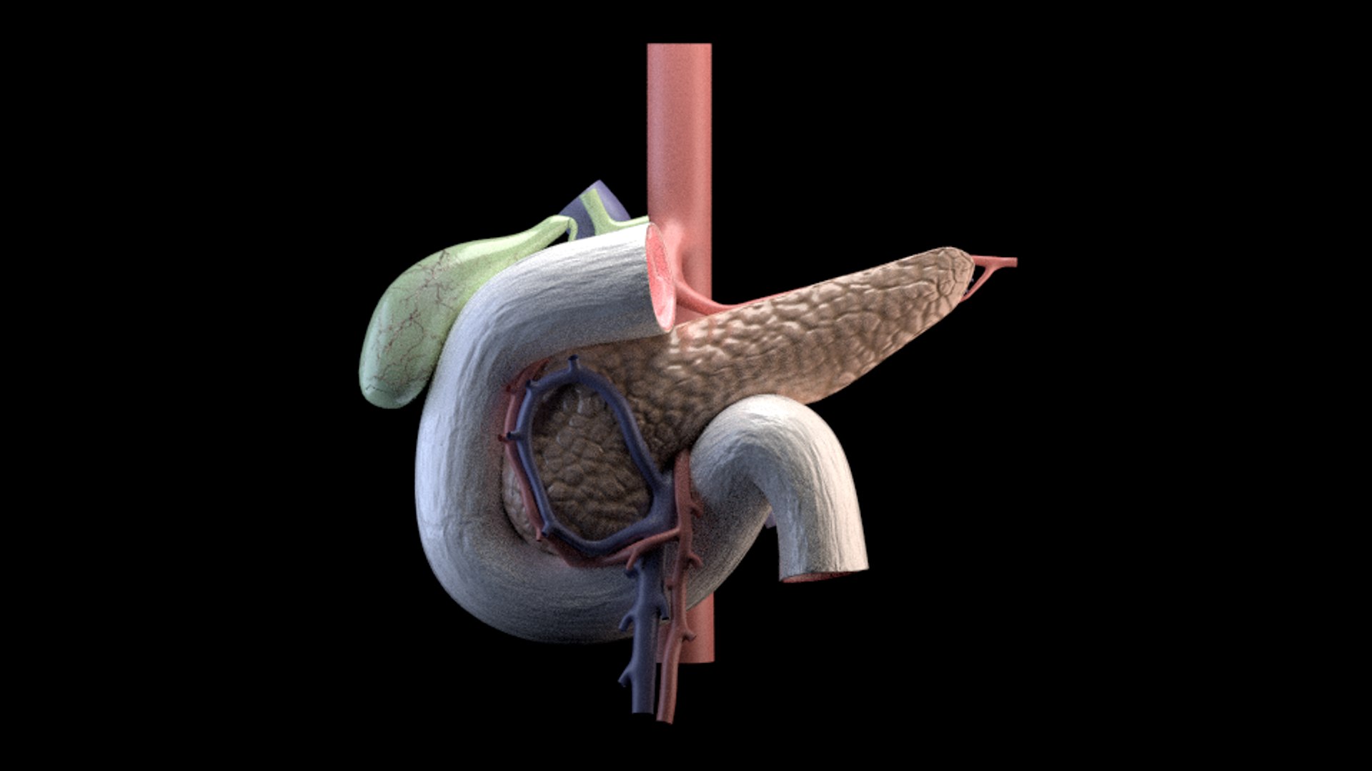 3d Model Pancreas Duodenum Medical