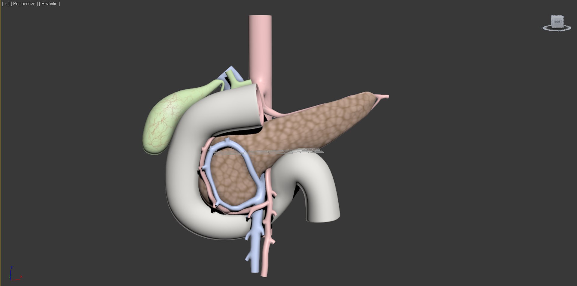 3d Model Pancreas Duodenum Medical