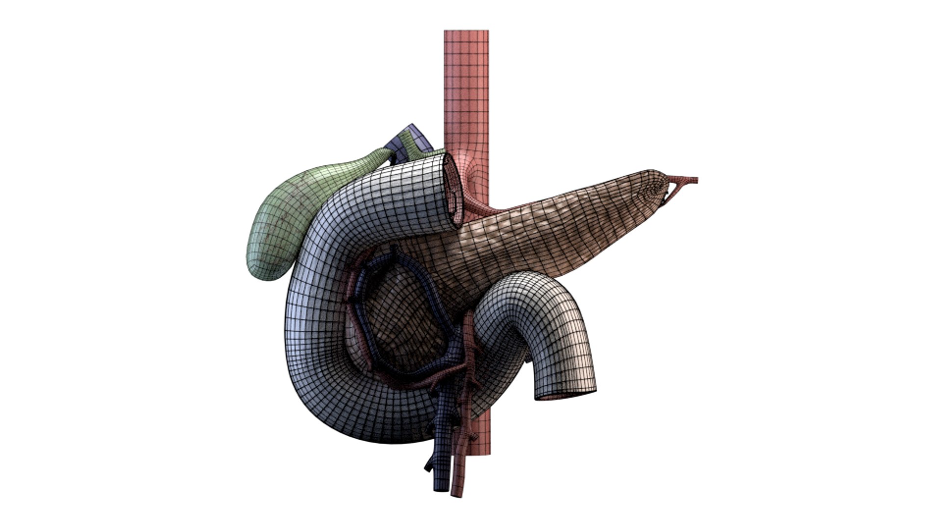 3d Model Pancreas Duodenum Medical