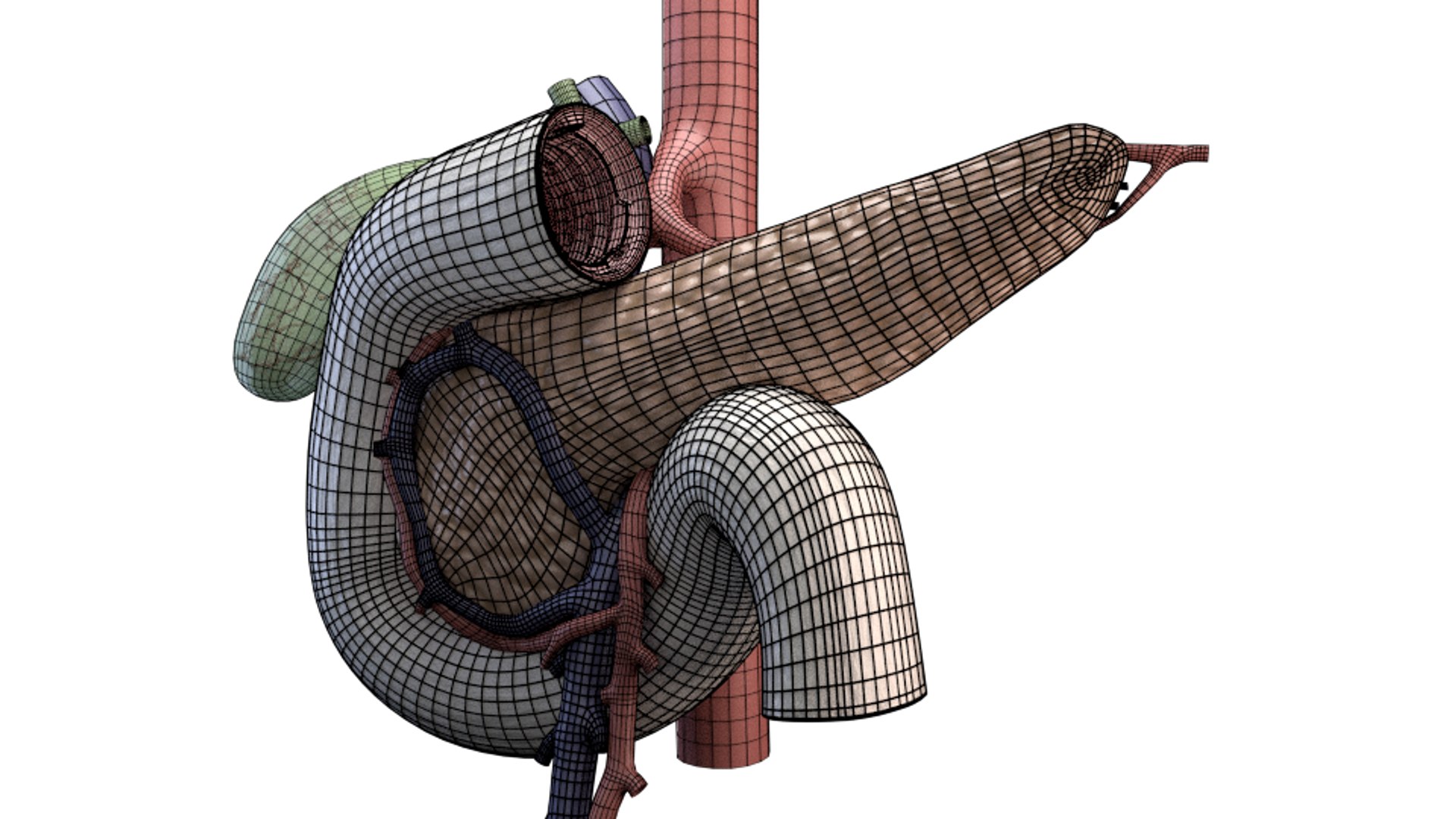 3d Model Pancreas Duodenum Medical
