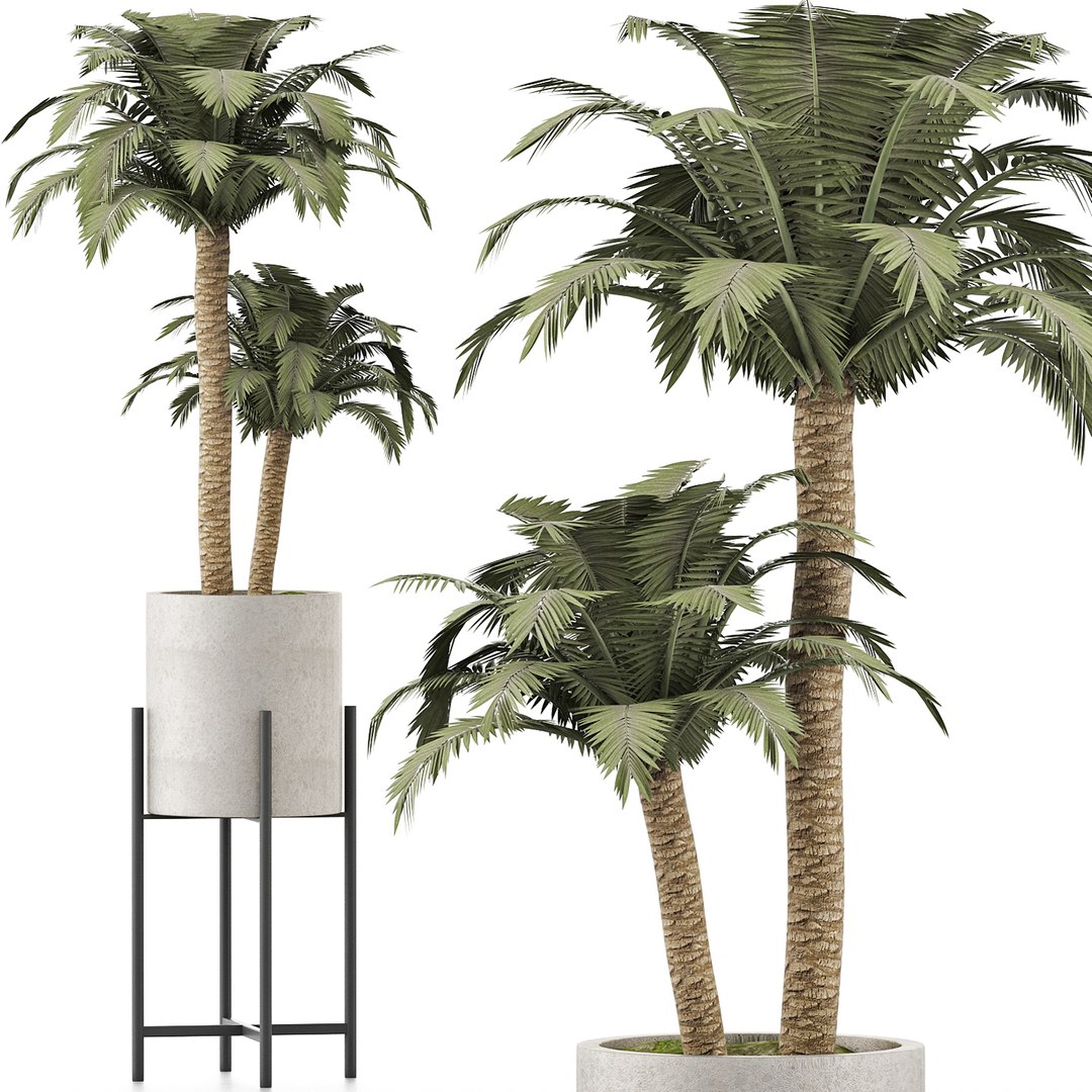 3D model palms plant beach - TurboSquid 1680758