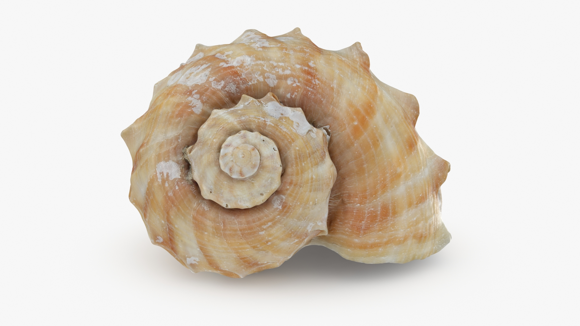 Rapana Rapiformis 3D Model - TurboSquid 2240964