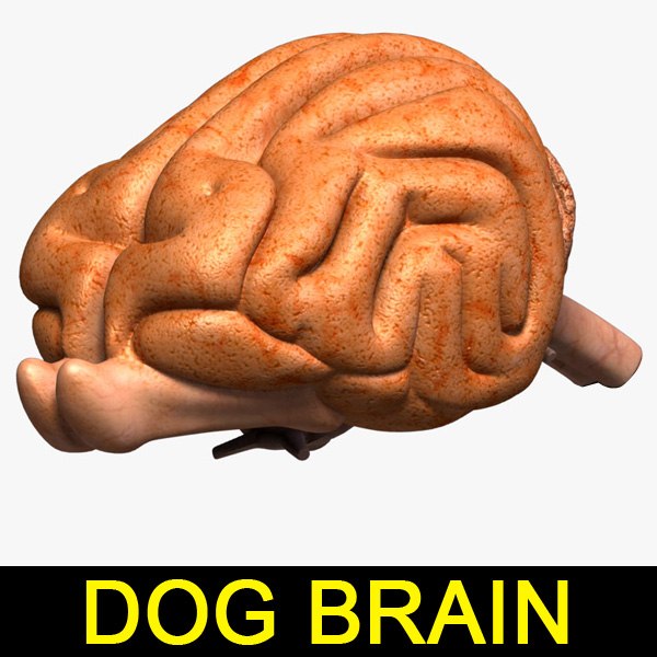 3d horse brain model