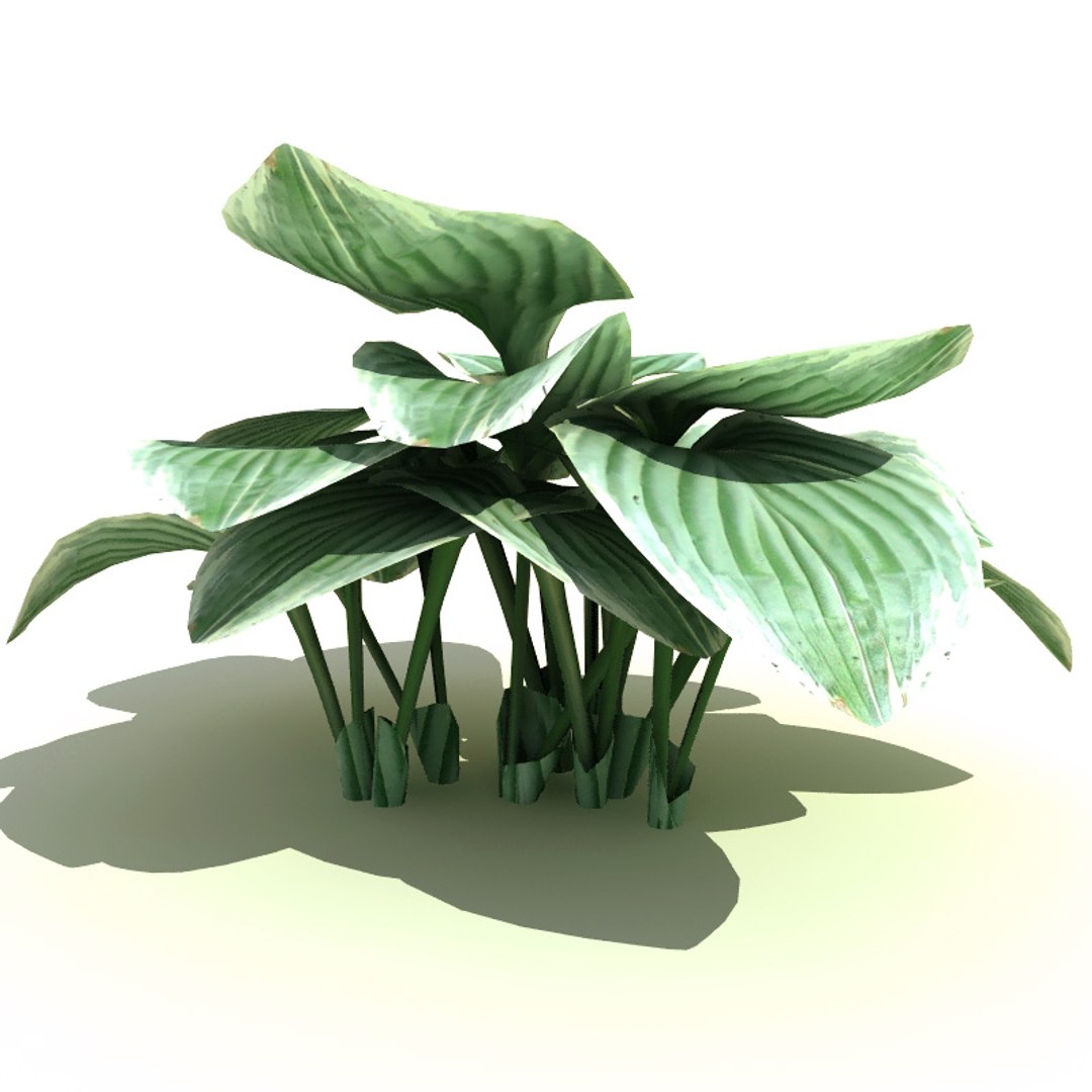 Hosta Sieboldiana Frances Williams 3d Model