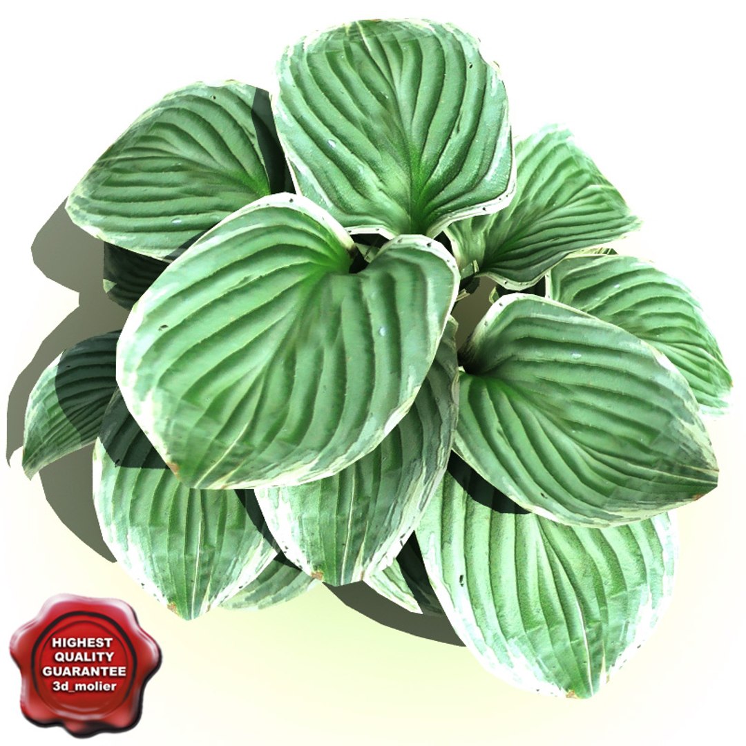 Hosta Sieboldiana Frances Williams 3d Model