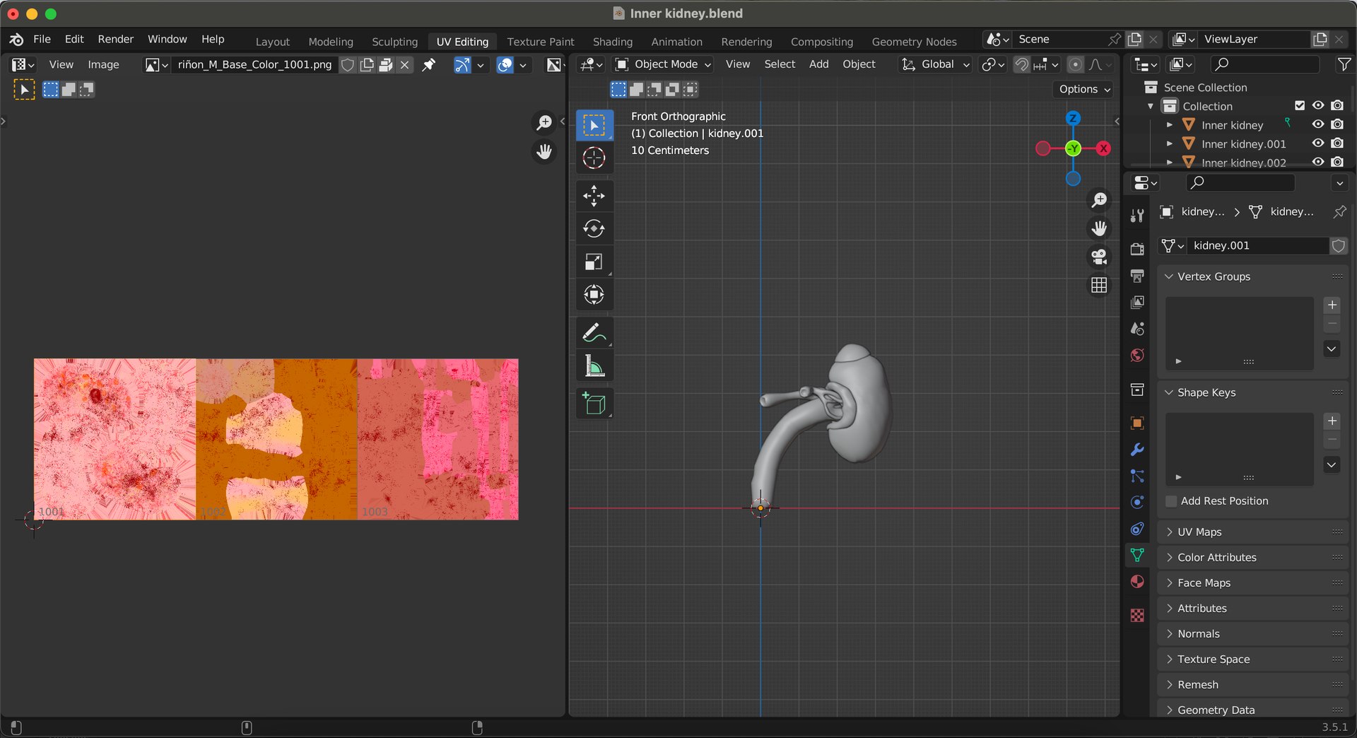 3D model Inner Kidney - TurboSquid 2117589