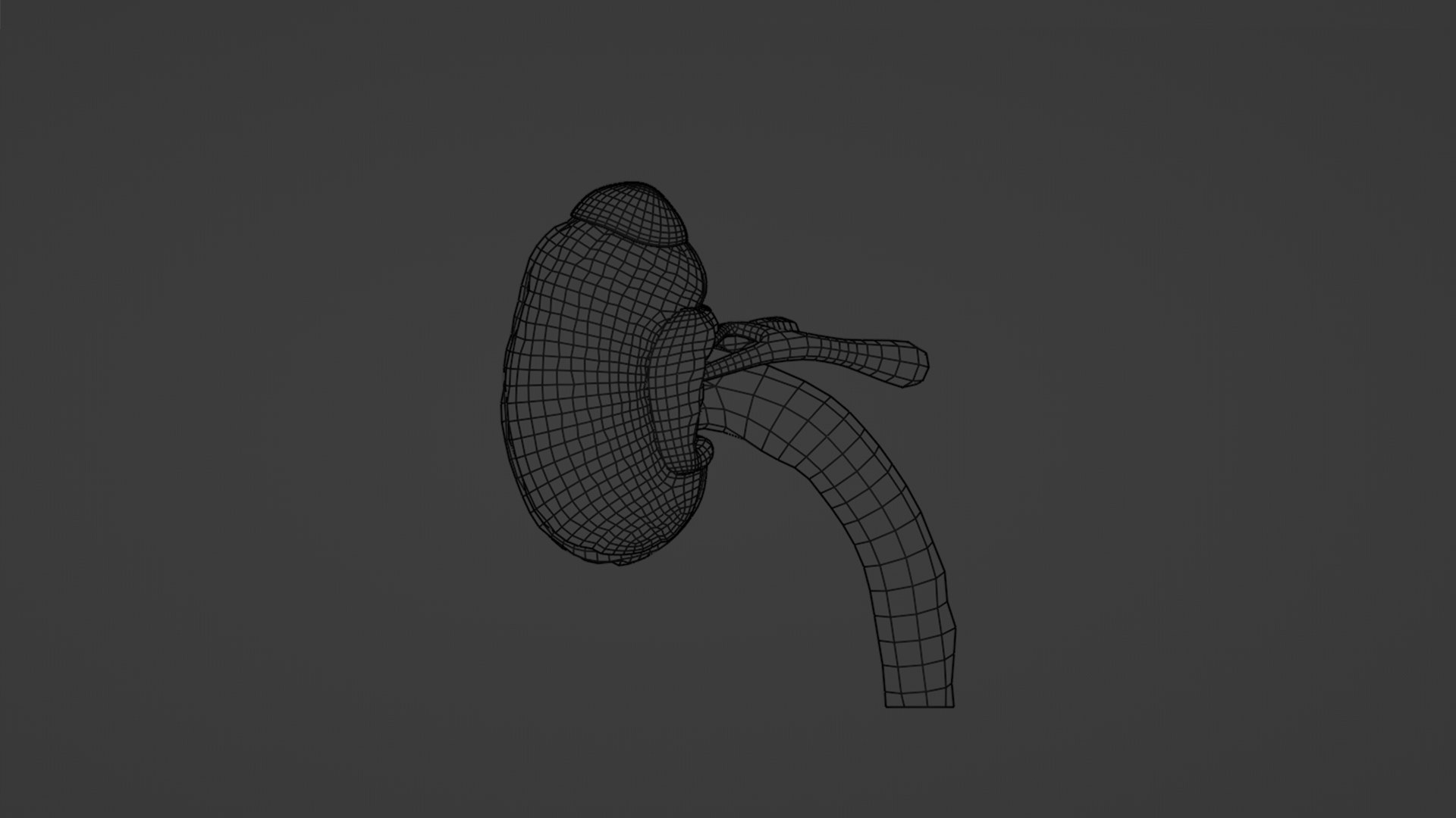 3D model Inner Kidney - TurboSquid 2117589