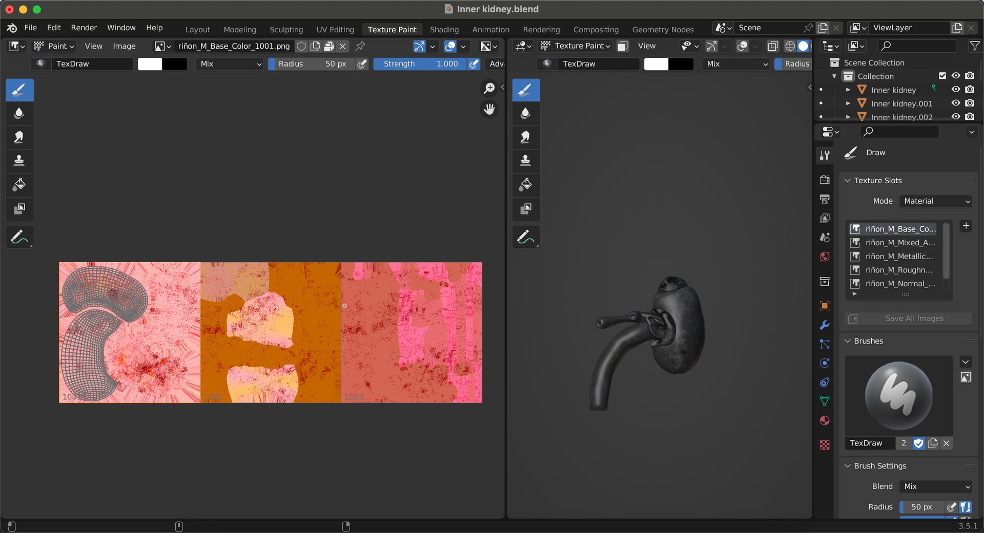 3D model Inner Kidney - TurboSquid 2117589