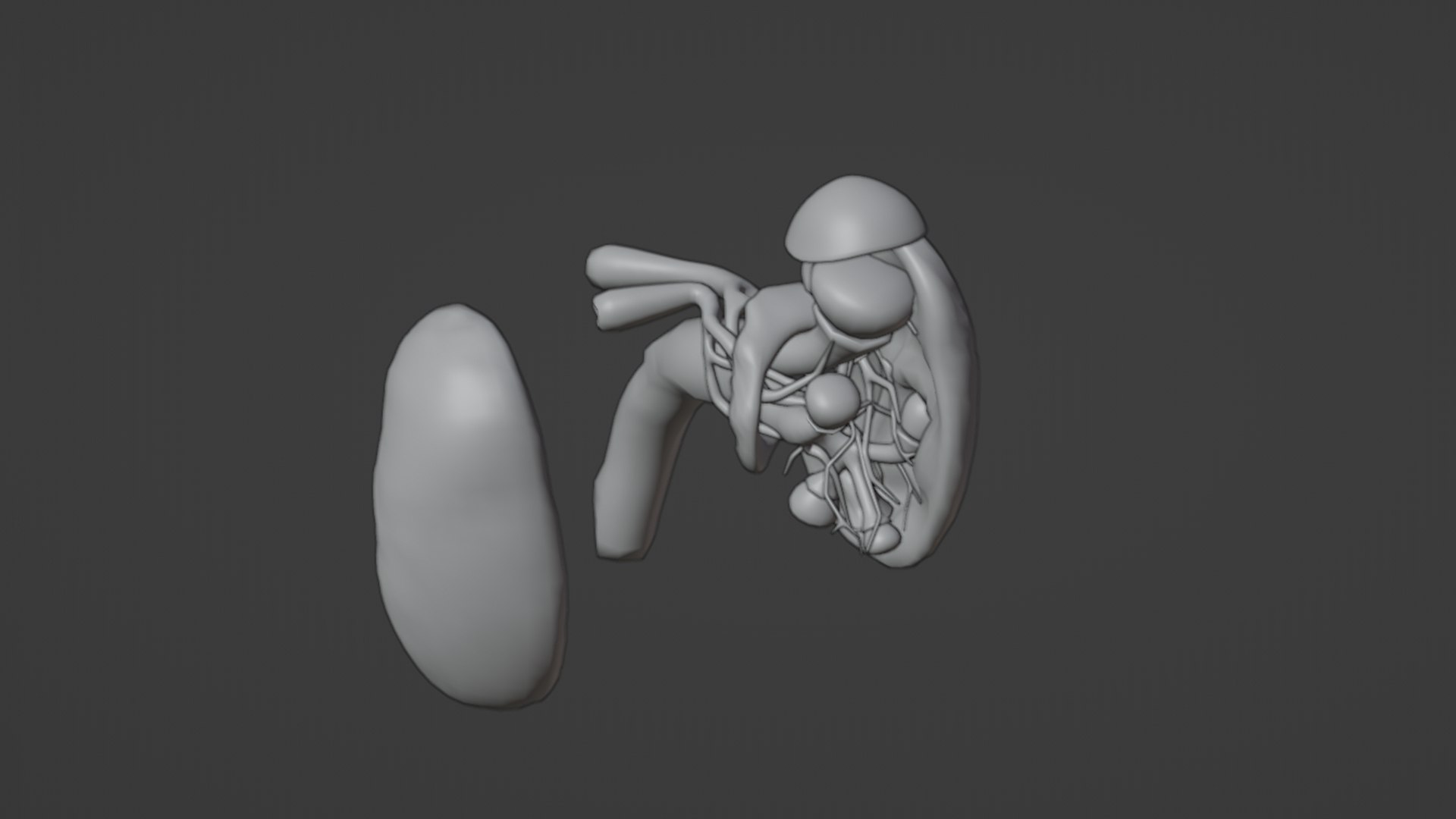 3D model Inner Kidney - TurboSquid 2117589