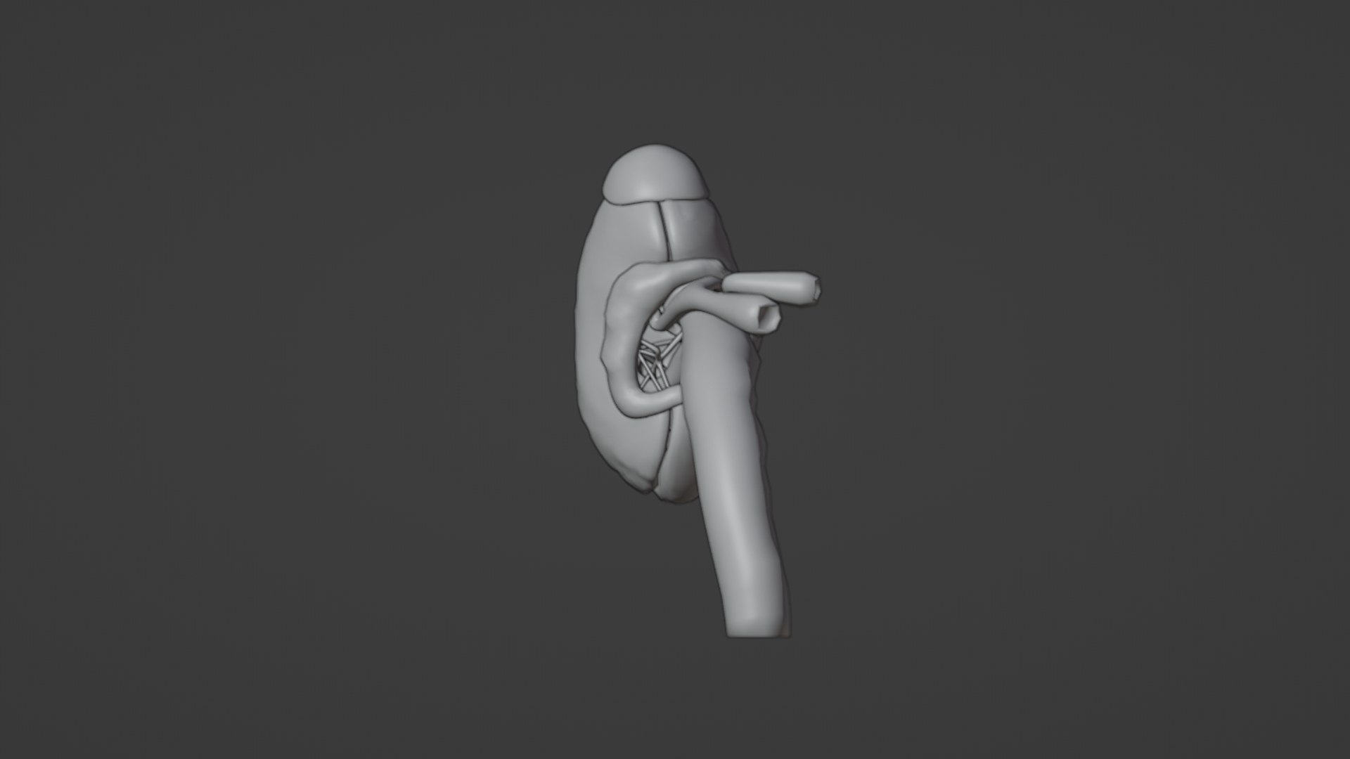 3D model Inner Kidney - TurboSquid 2117589