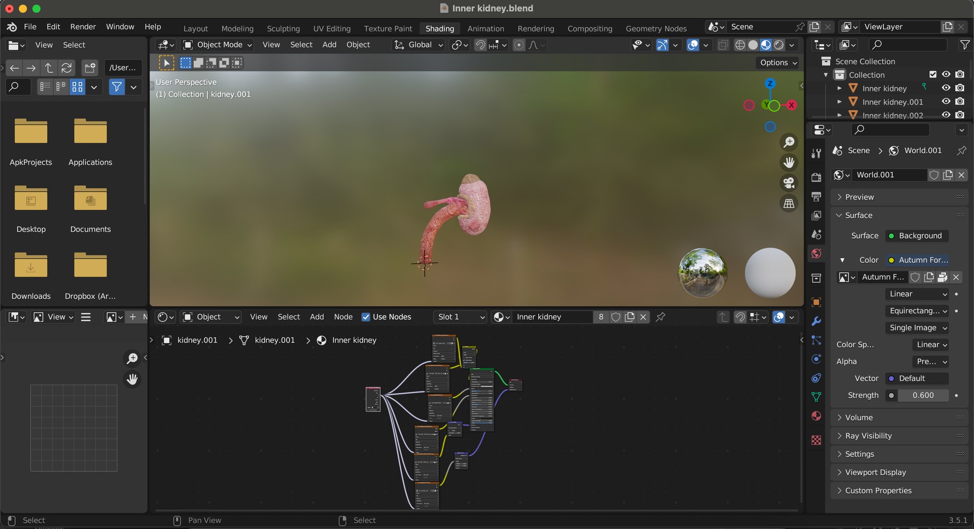 3D model Inner Kidney - TurboSquid 2117589