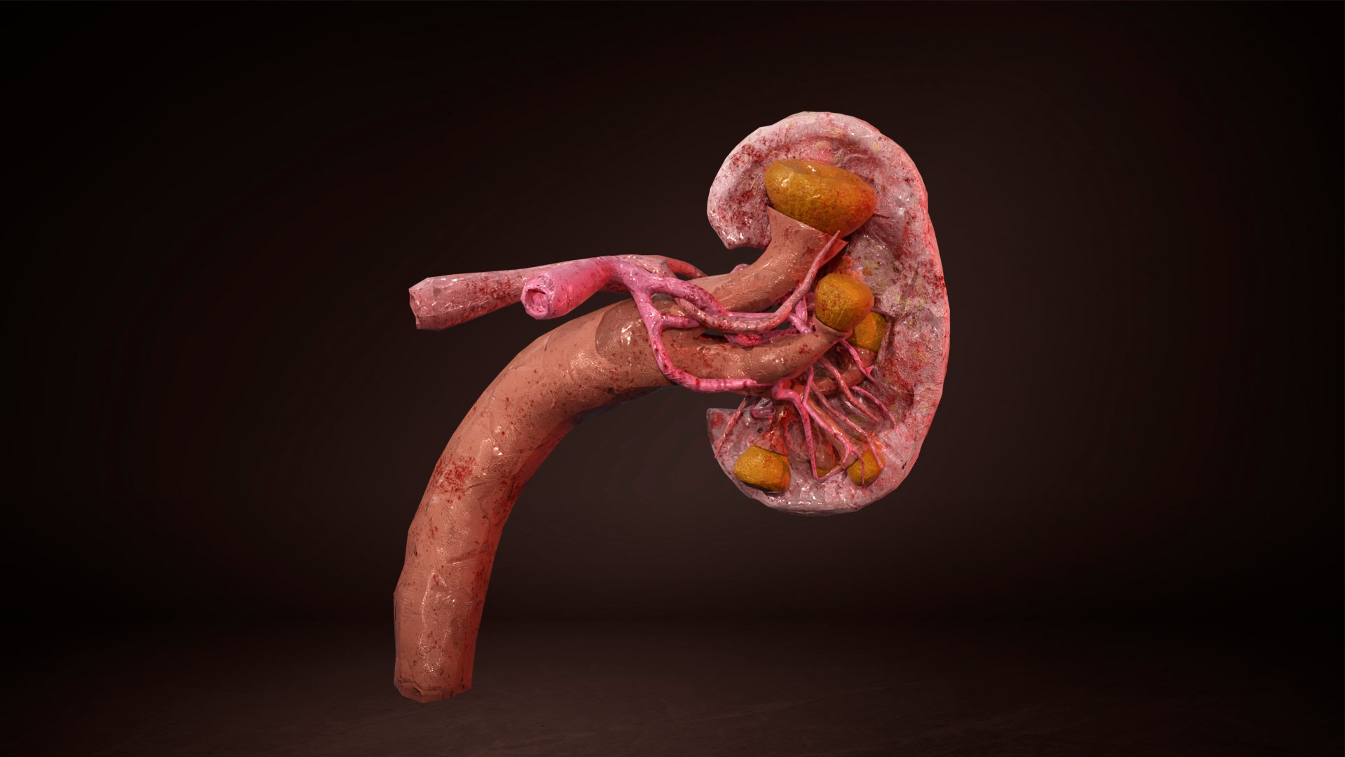 3D model Inner Kidney - TurboSquid 2117589