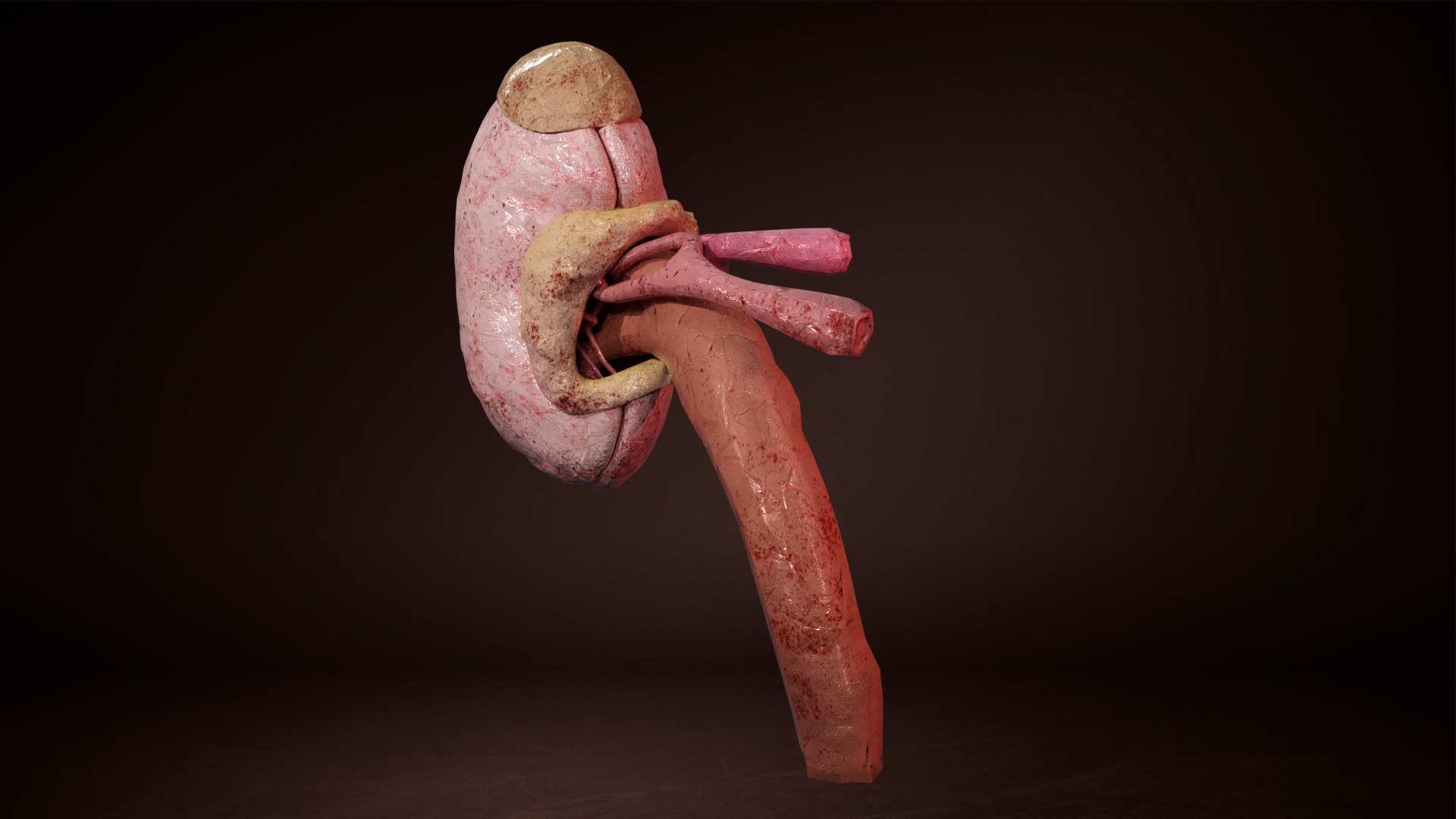 3D Model Inner Kidney - TurboSquid 2117589