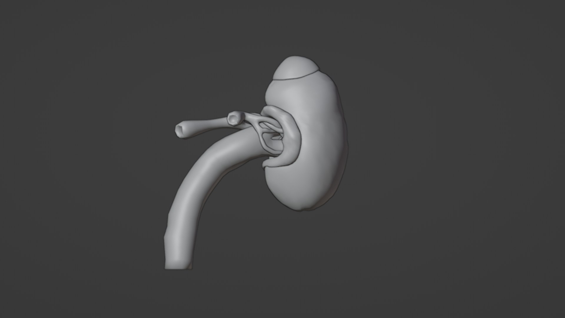 3D model Inner Kidney - TurboSquid 2117589