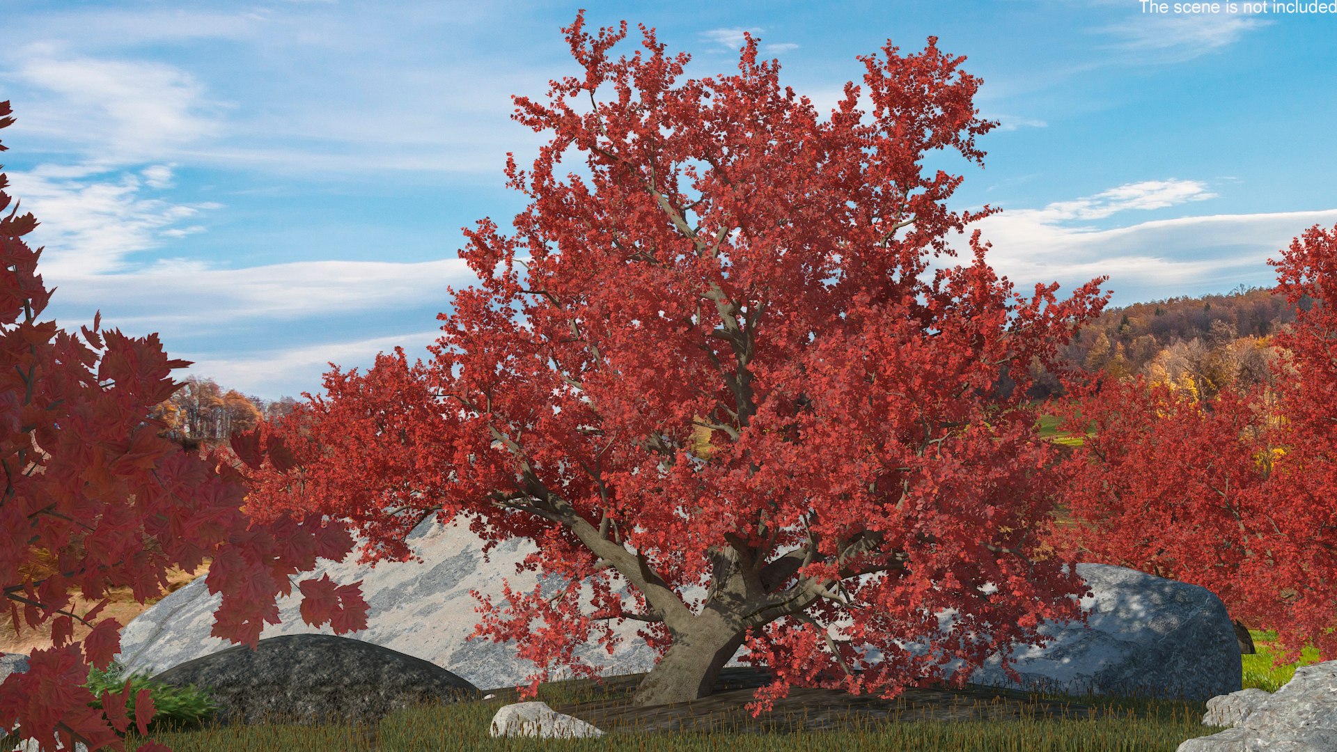 Realistic Autumn Red Maple Tree 3D Model - TurboSquid 2243150